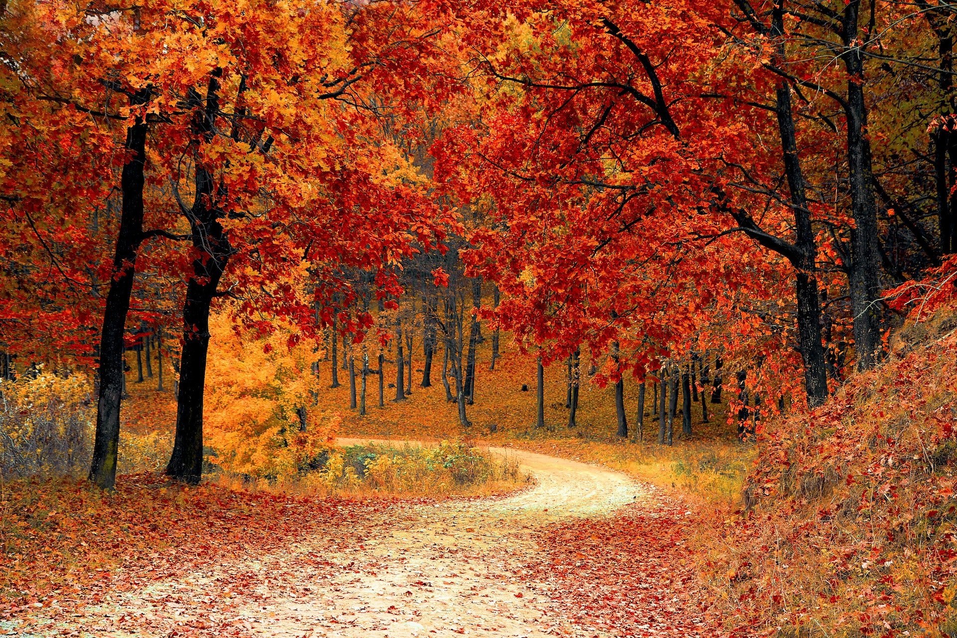 The Best Way to Rake Leaves in Maryland | Green Scapes Unlimited Inc ...